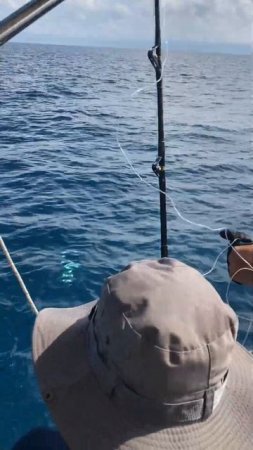 Тунец на Пхукете🐟🎣 #тунец#троллинг#сашими#рыбалка#п?
