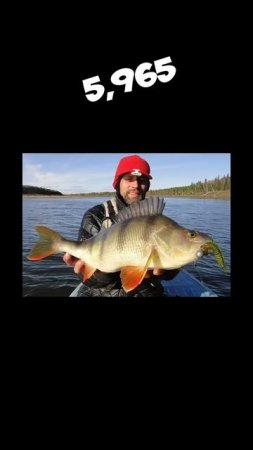 Самый большой окунь #reels #рыбалка #рыба #carp #carpfishing #shorts #?