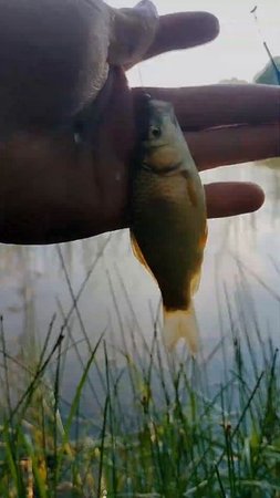 Вечерняя рыбалка на небольшом прудике #рыбалка #fishing #na
