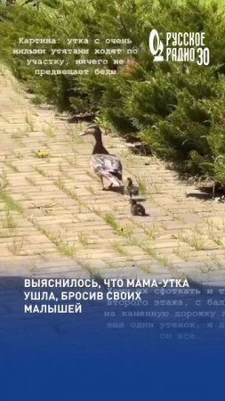 Анна Заворотнюк вновь стала мамочкой!🦆 #заворотнюк #мама #утята #животные #русскоерадио #птенцы