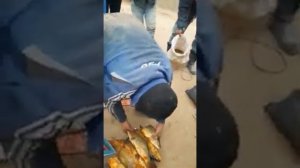СЕНТИРДА балик авжида бу йил