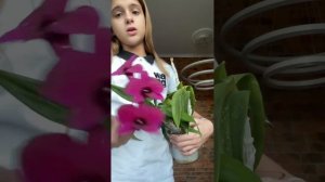 Орхидея выращивание и уход