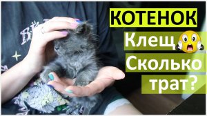 У нас появился котенок. Сколько трат? Как это было?  Успели снять клеща