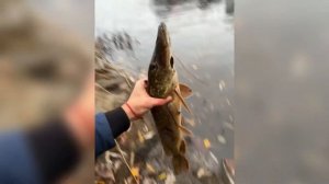 Спортивная рыбалка 🎣 Киев, крокодил , трофей , #рыбалк?