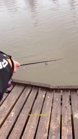 Ловим даже НЕАКТИВНУЮ форель) #fishing #спиннинг #рыбалка #