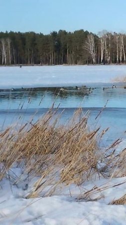 промоина на Воронежском водохранилище.#shorts #воронеж #р