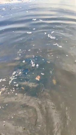 Лайфхак для рыбалки зонтиком #рыбалка #fishing #щука #зонт?