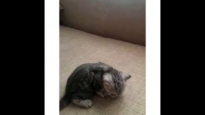 Короткие забавные видео с котятами
