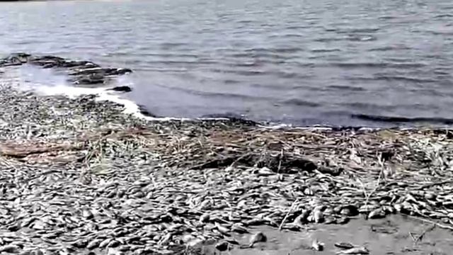 В водоёме Забайкальского края много мёртвой рыбы