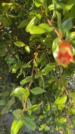 ГРАНАТЫ ЗРЕЮТ УРОЖАЙ HARVEST POMEGRANATE ON THE TREE #shorts #pomegranate #fruits