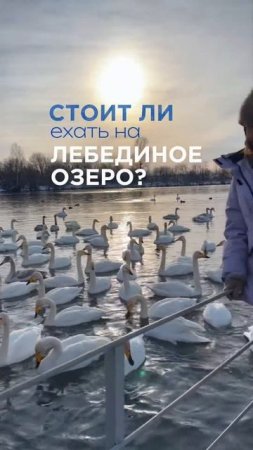 Вся правда про Лебединое озеро в комментариях #лебедь #лебединоеозеро #лебеди #туры #алтай #travel