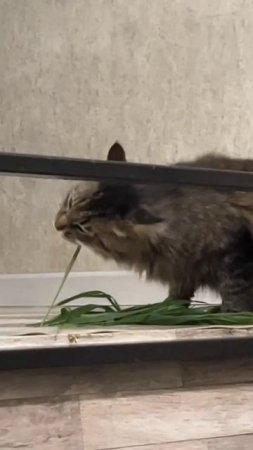 Кот веган