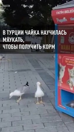 В Турции чайка научилась мяукать, чтобы получить корм