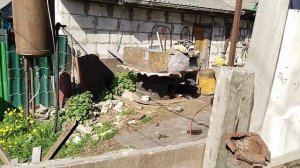 Всё конец поросятам (свиньям).