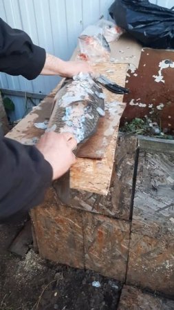 Чищу сазана на 5кг руками