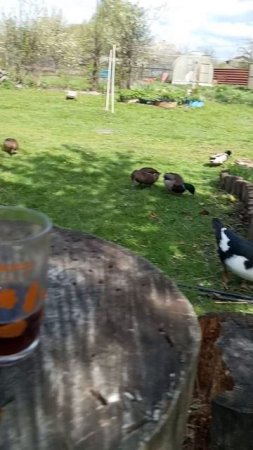 Пришли заступаться