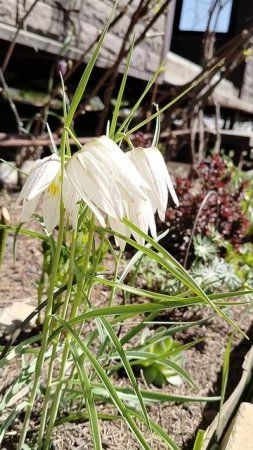 Рябчик Шахматный Альба или Фритиллария Мелеагрис (Fritillária meleágris Аlba) в нашем саду 2025