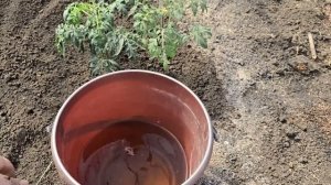 3 ЛОЖКИ в лунку при посадке ТОМАТОВ, перцев, огурцов и б