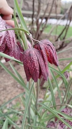 Рябчик Шахматный или Фритиллария Мелеагрис (Fritillária meleágris) в нашем саду 2025