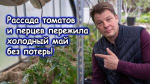 Высадил рассаду РАНЬШЕ всех – и вот что выросло! (Шок для скептиков)