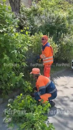 На улице Новороссийской, городские службы приступили к сезонной обрезке веток зелёных насаждений