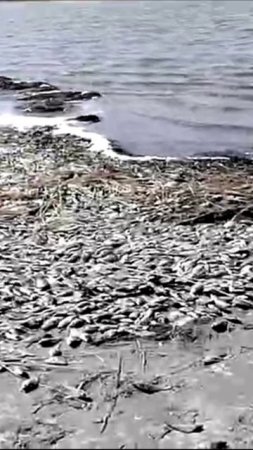 В водоёме Забайкальского края много мёртвой рыбы