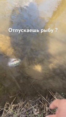 Рыбалка на реке.Поплавок. #fishing #video #рыбалка
