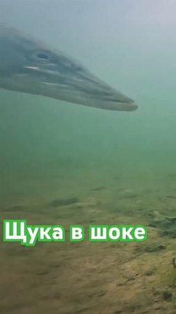 Рыбалка #рыбалка2024 #fishing #рыбалка #рамазан #юмор