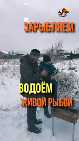 Люди и рыбы Рыбалка Зарыбляем озеро рыбой сазан для св