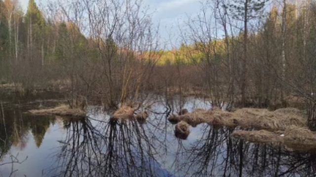 Живите спонтанно Роберт Адамс