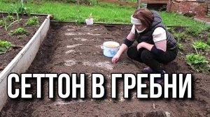 Лук Сеттон в гребни. Капуста погибла. 12 мая 2025.