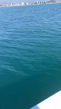 Ставрида на взлётке. Рыбалка в Сочи. #fishing #рыболовныйг?