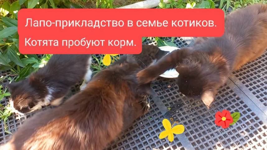 Кошка не в настроении бьёт котика и маленького котёнка. Котята пробуют корм. 😼😼😼
