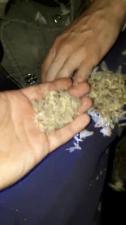 Мотыль в Приьельске