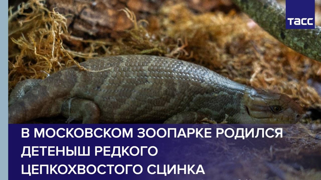 В Московском зоопарке родился детеныш редкого цепкохвостого сцинка