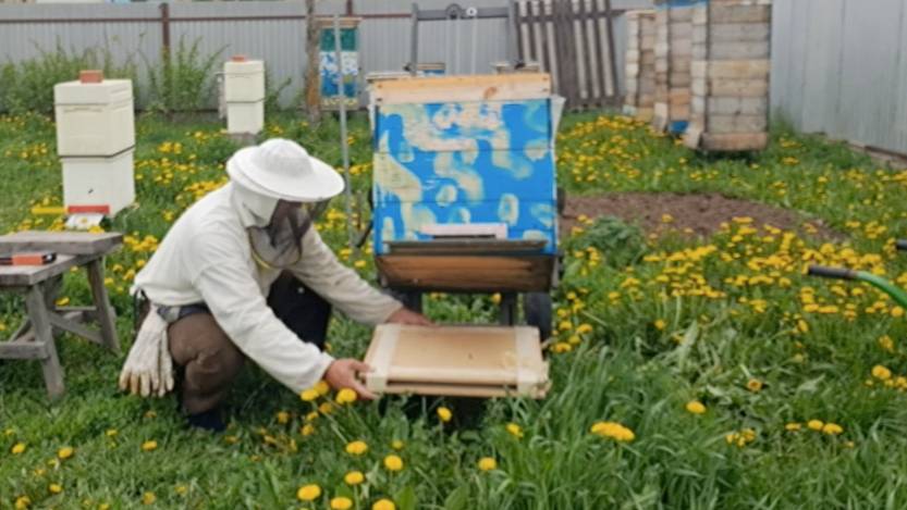 Устанавливаю ульевые весы. Оцениваю кормовые запасы