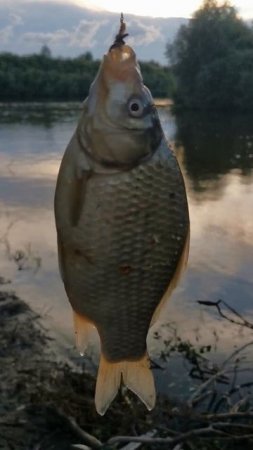 карась на закате II #fishing #рыбалка #природа #речной карас