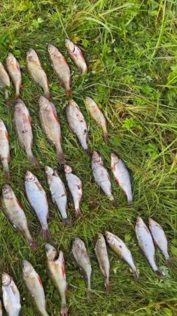 В 2 удочки и 1 спиннинг🎣 #природа #fishing #рыба #рыбалка #с?