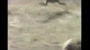 Обезьяны на кабане  Monkeys on a boar  Funny прикол