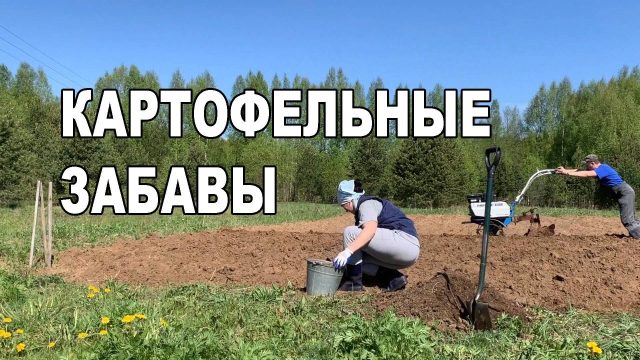 Садим картошку при помощи мотоблока.