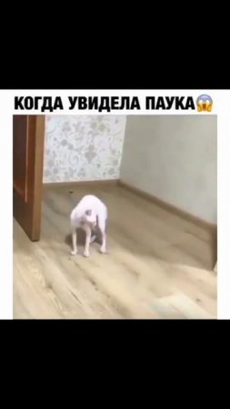 ПРИКОЛ ..Очень смешные видео🤣🤣🤣.приколы тик ток.приколы 2021
