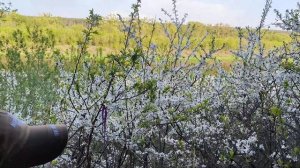 Спектрофобия - 5 Слив со съемок на Кудыкиной горе