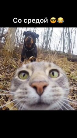 со средой😎😂 #мемы #приколы #кошки #shorts #рекомендации #тренды