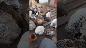 КУРЫ  РАЗНЫХ   ПОРОД   🐔🐔🐔