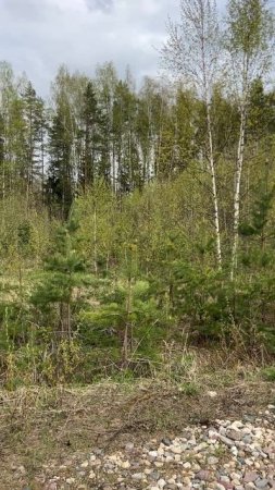Продается  участок 13.5 соток в ДПК Тимуровец, между д.Самарино и д.Бельтеевка, Александровский р-н