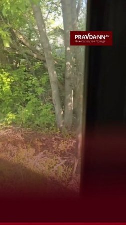 Травмированного лосёнка заметили в Нижнем Новгороде