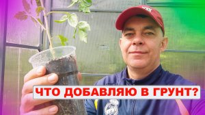 Жаль раньше не знал про это удобрение: Вот что подсыпаю в лунку при посадке рассады ТОМАТОВ 🍅🍅🍅
