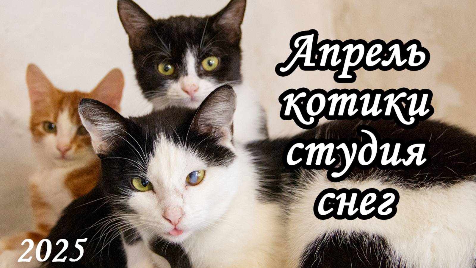 Апрель, снежок, студия, котики