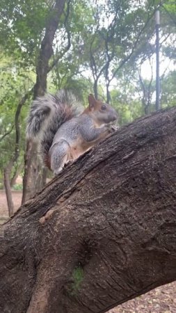 Белка ест наши орехи))) 🌰