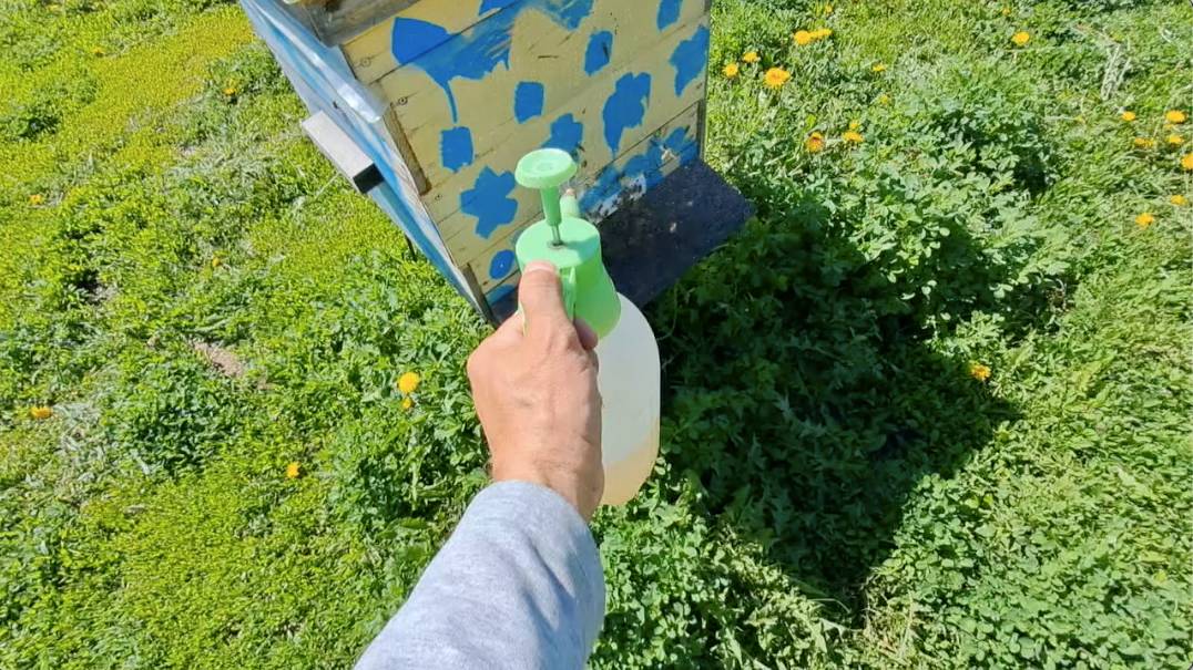 Повышение иммунитета пчёл. Орошение пчёл пробиотиком